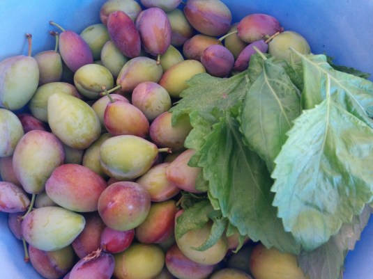 Apples and Anticipation | Debra Manskey