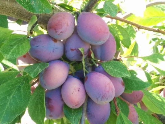 An Ode To The Humble Plum | Debra Manskey
